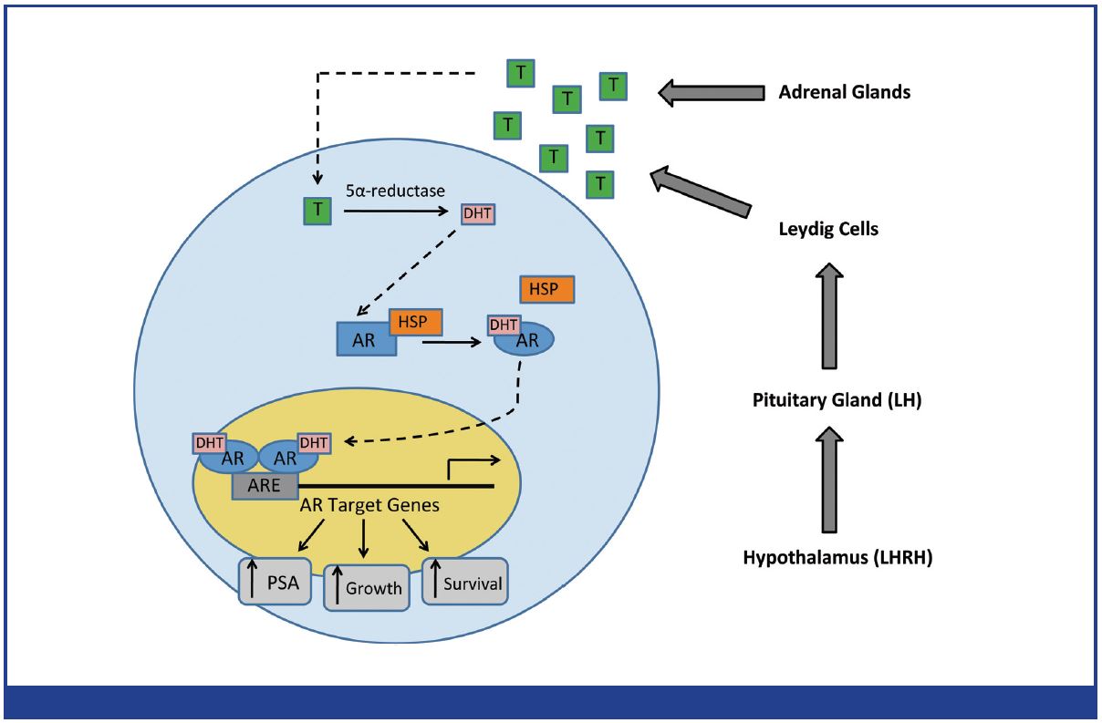 Androgen Receptor Pathway Androgen Receptor Pathway