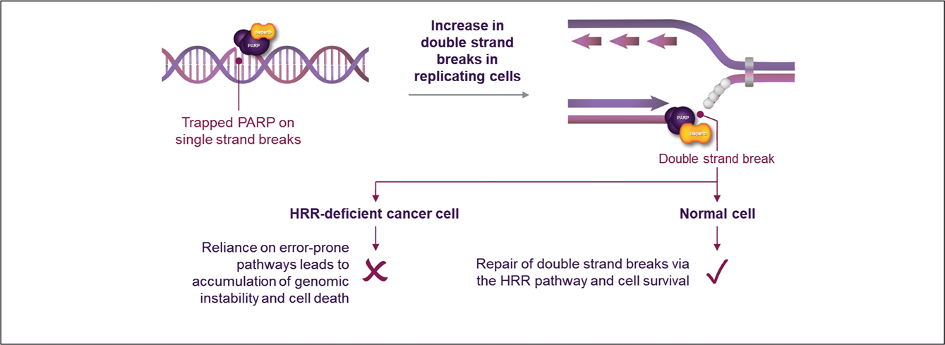 Practical Guidance For Molecular Testing In Metastatic Prostate Cancer